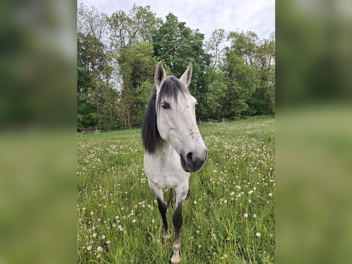 PRE Hengst 11 Jahre 164 cm Schimmel in Böhmenkirch