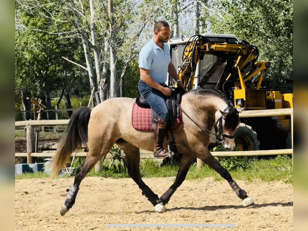 PRE Mix Wallach 4 Jahre 165 cm Falbe in Clarensac