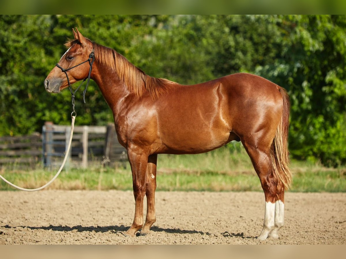 Quarter horse américain Étalon 2 Ans Alezan in München