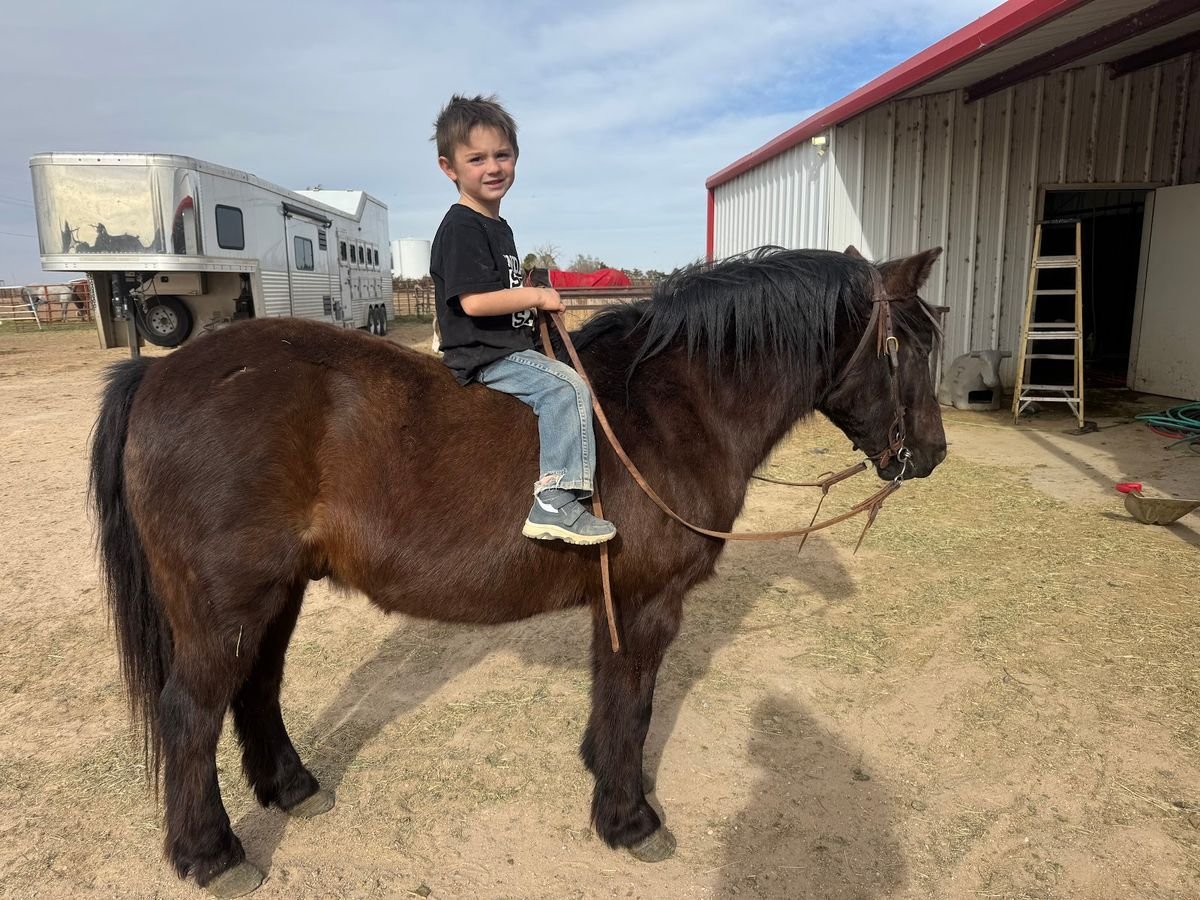 Quarter Pony Wallach 8 Jahre Rappe in Canyon