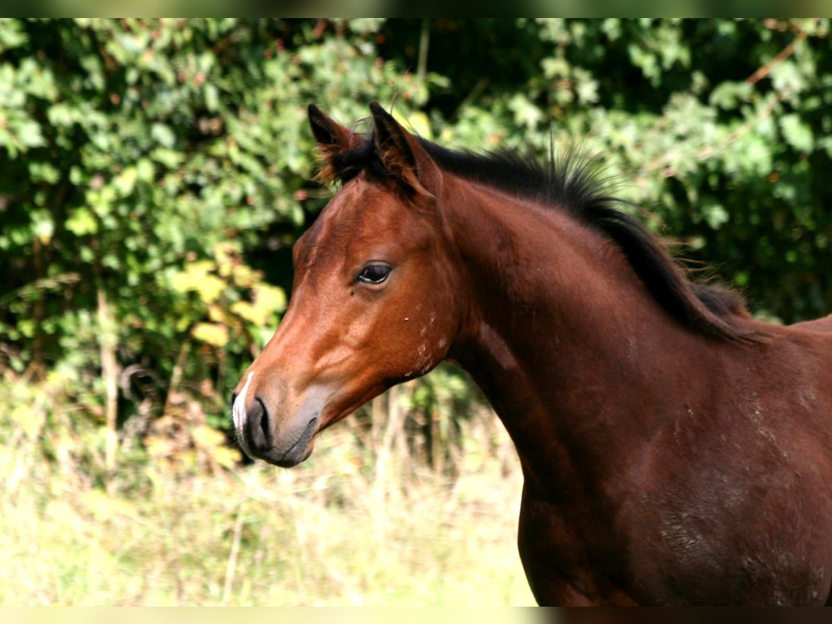 Quarterhäst Hingst 1 år 148 cm Brun in Bonn