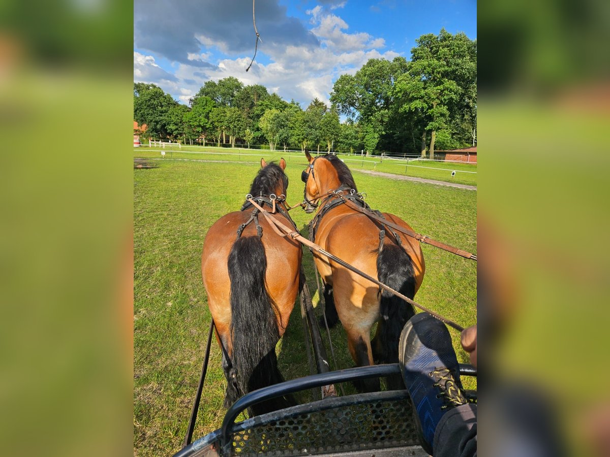 Rhenisch-German Heavy Draft Mare 9 years 15,2 hh Brown in Lorup