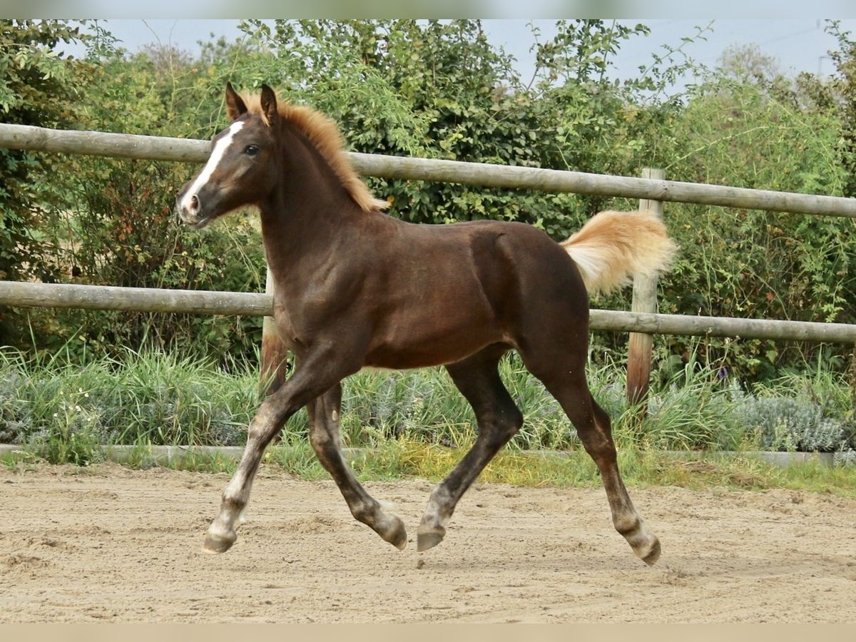 Schwarzwälder Fuchs Hengst Fohlen (05/2023) 155 cm Dunkelfuchs in Flörsheim