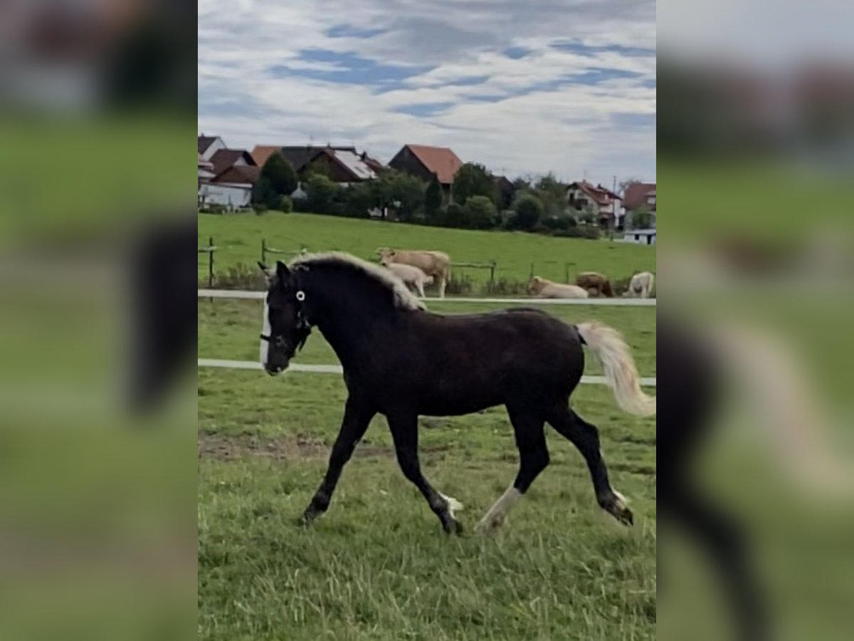 Schwarzwälder Fuchs Hengst Fohlen (05/2023) 155 cm Dunkelfuchs in Mudau