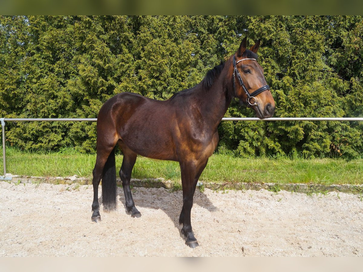 Schwedisches Warmblut Stute 5 Jahre 158 cm Brauner in Achern
