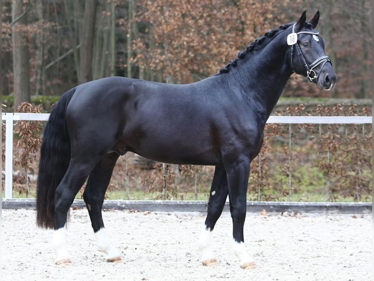 Schweres Warmblut Hengst Rappe in Plohn