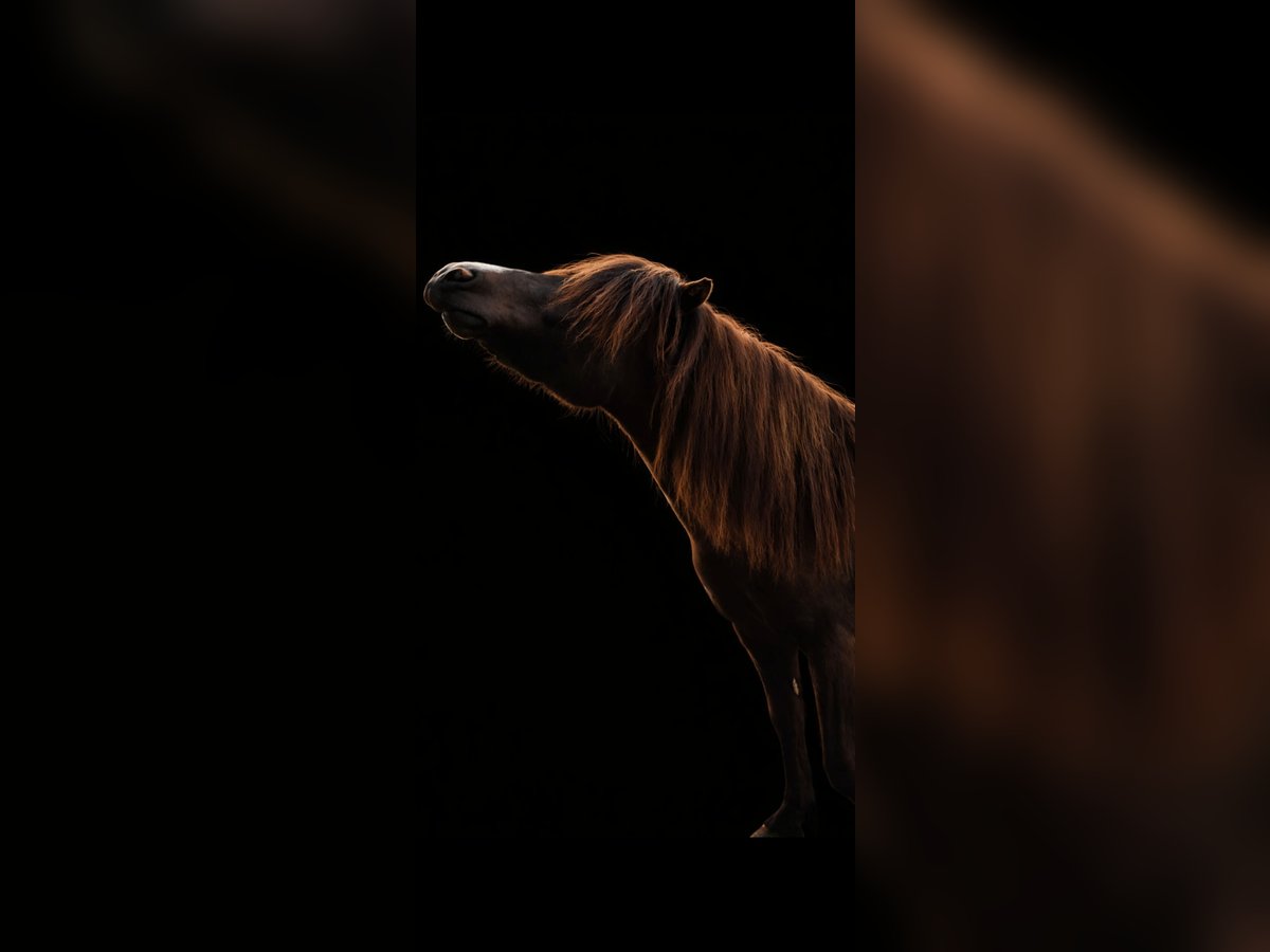 Shetland Ponies Gelding 7 years 11,2 hh in Osterzell