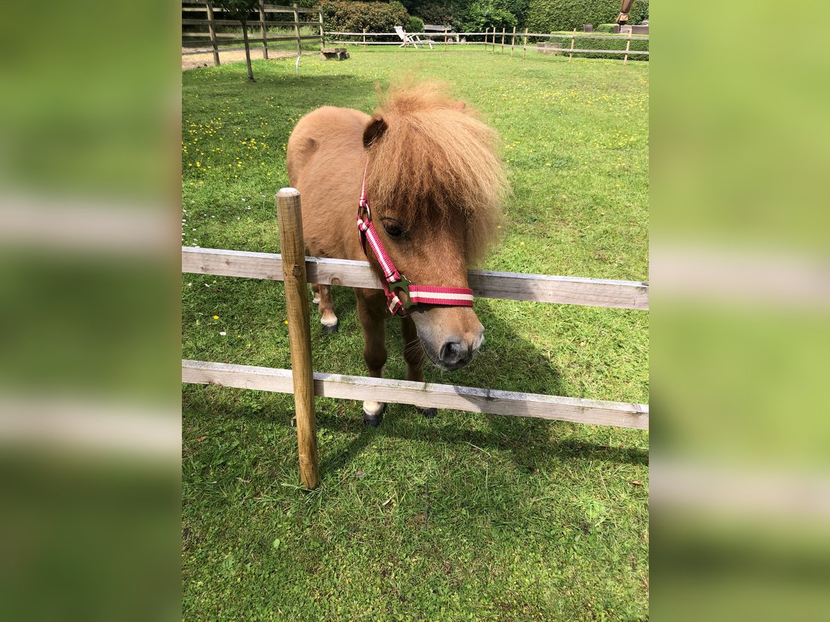 Shetland Ponies Mare 11 years 7,2 hh Chestnut-Red in Gehrde