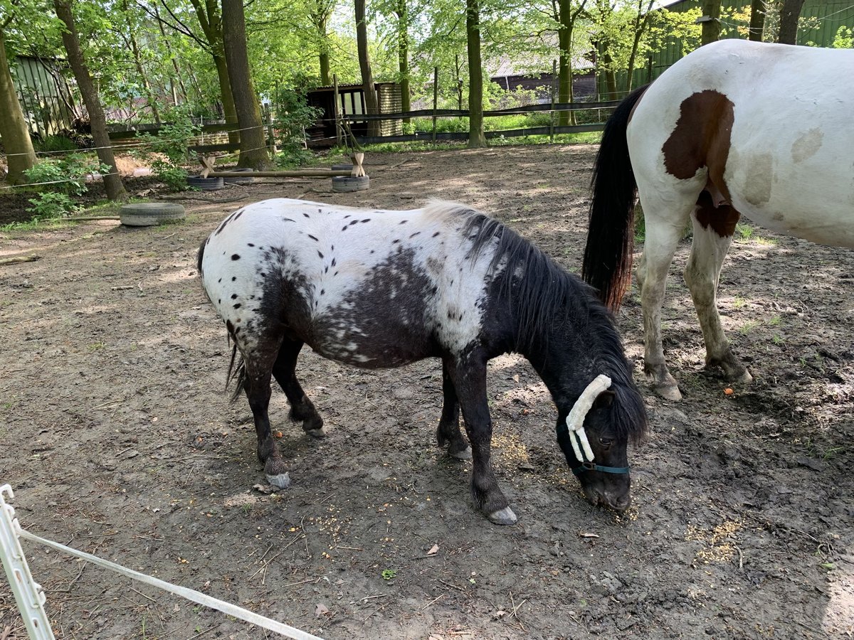 Shetland Ponies Stallion 2 years 9,2 hh Leopard-Piebald in Sophienhamm