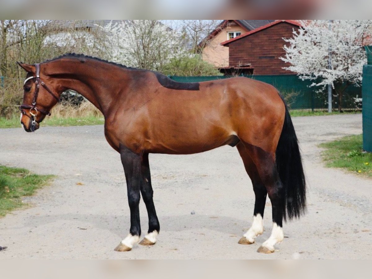 Slovak Warmblood Gelding 5 years Bay in LIPNÍK