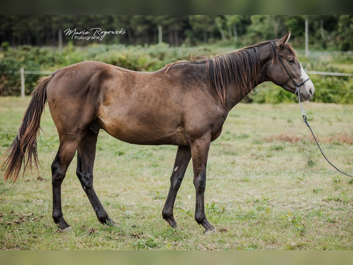 Thoroughbred Stallion 3 years Black in VaasBeaumont pied-de-boeuf