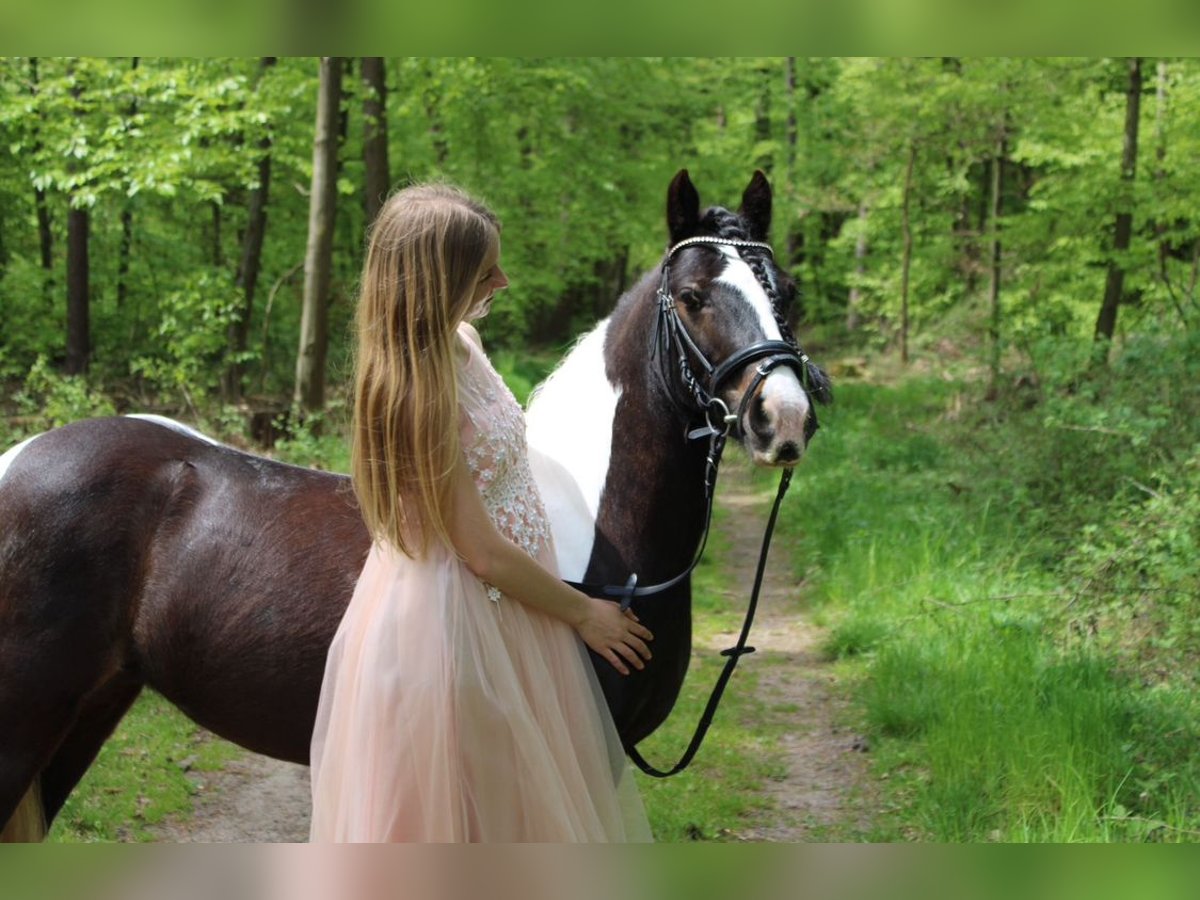 Tinker Croisé Jument 16 Ans 125 cm in Rodgau