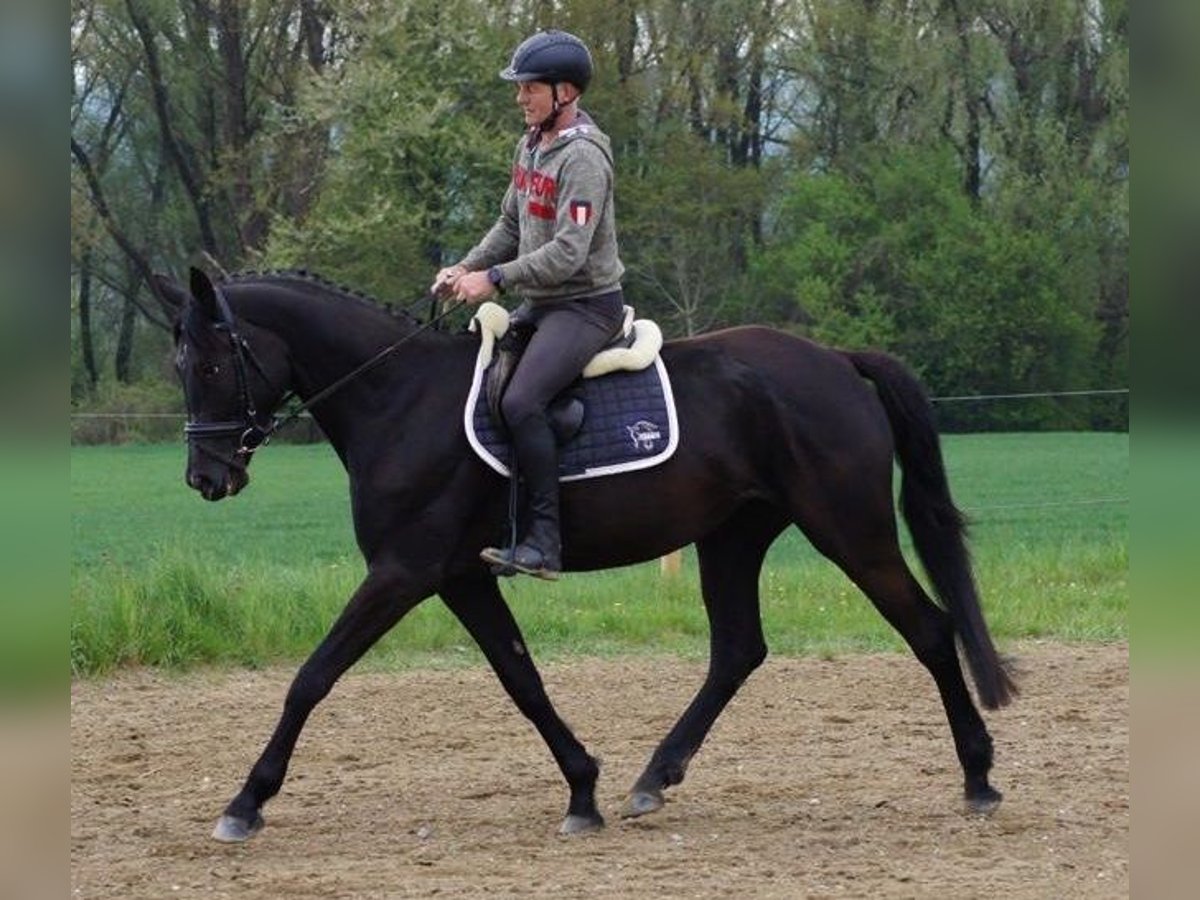 Trakehner Stute 4 Jahre 168 cm Rappe in St. Pölten