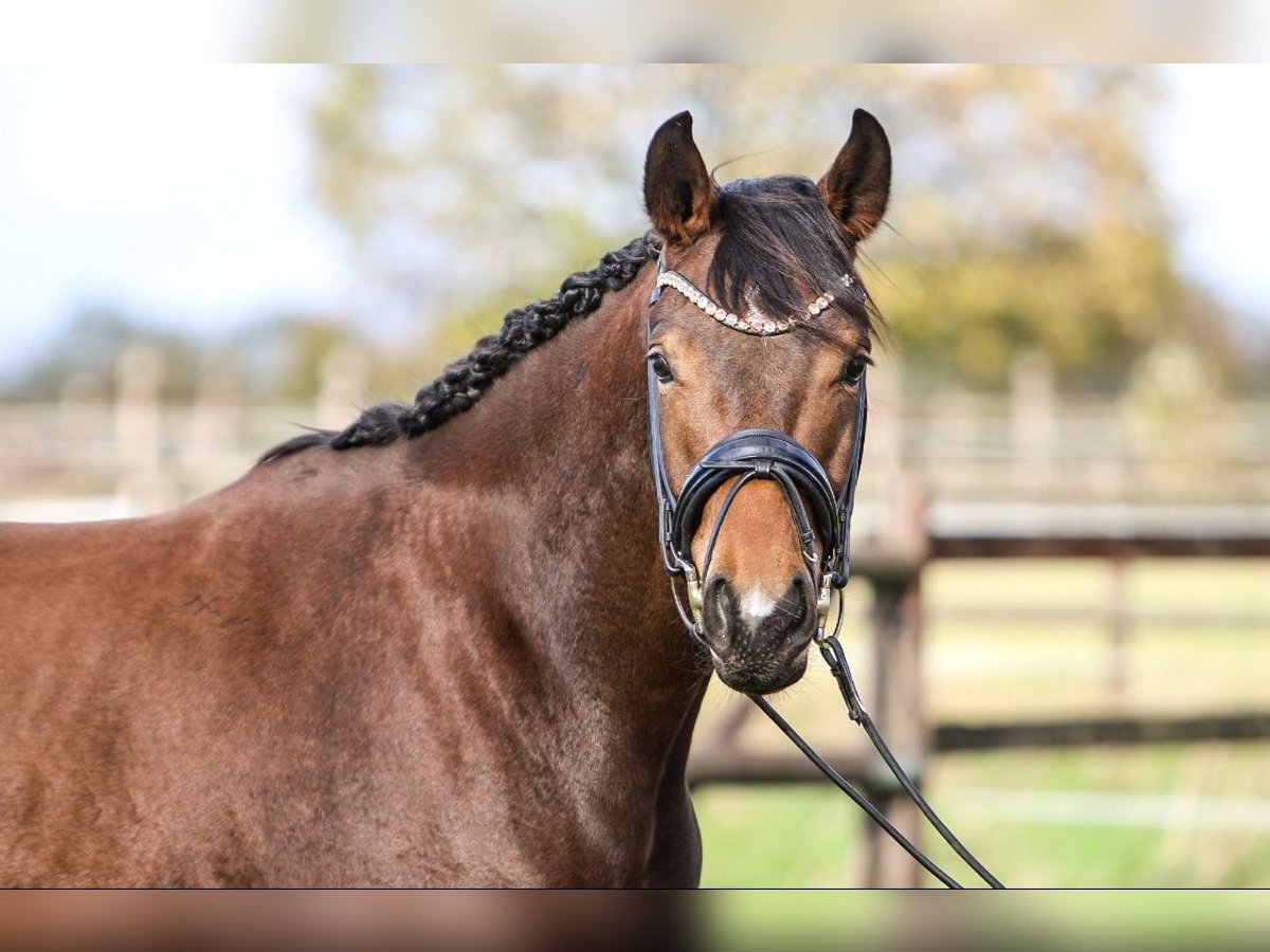 Trakehner Wallach 3 Jahre 164 cm Brauner in Pulheim