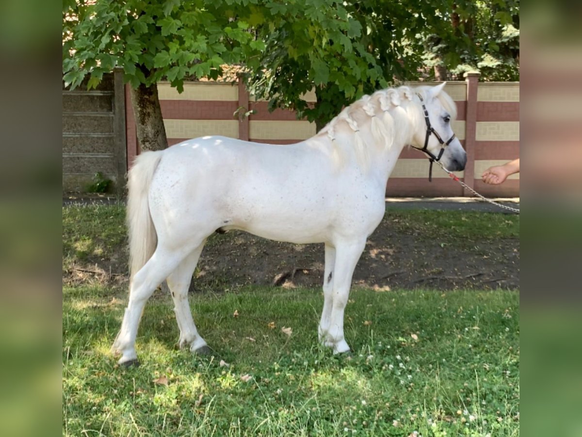 Weitere Ponys/Kleinpferde Stute 7 Jahre 115 cm Schimmel in Deggendorf