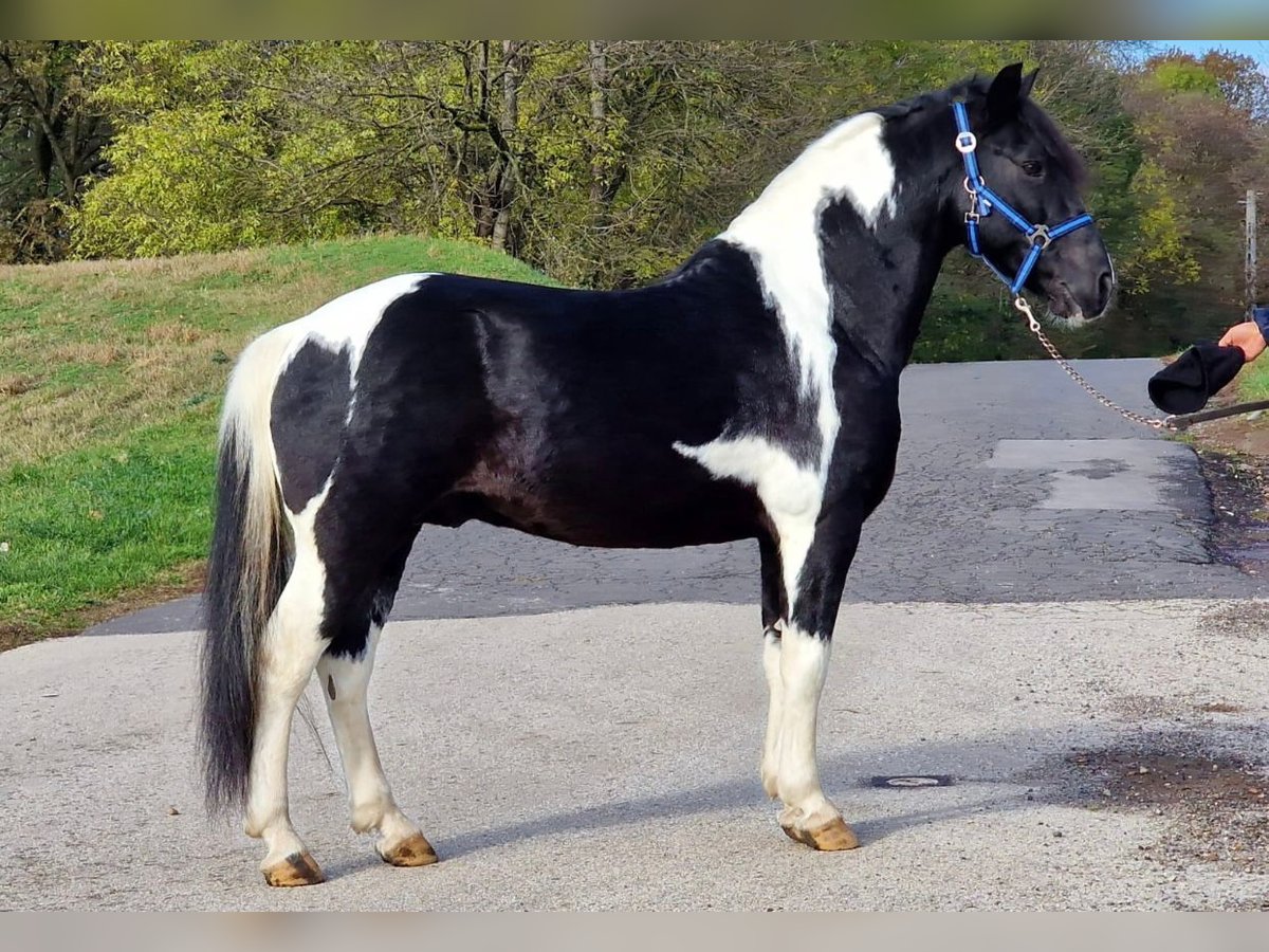 Weitere Ponys/Kleinpferde Wallach 8 Jahre 137 cm Schecke in Deggendorf
