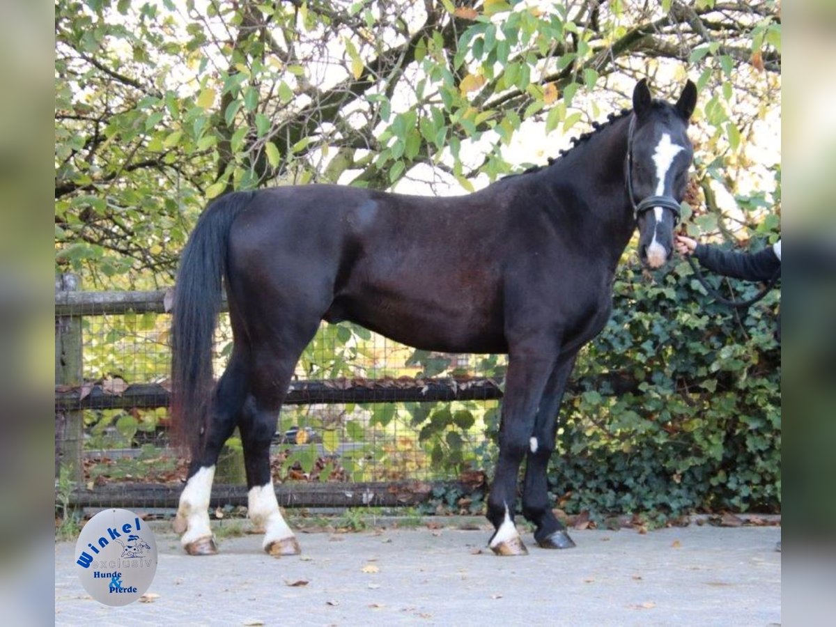 Weitere Warmblüter Mix Wallach 4 Jahre 165 cm in Dorsten
