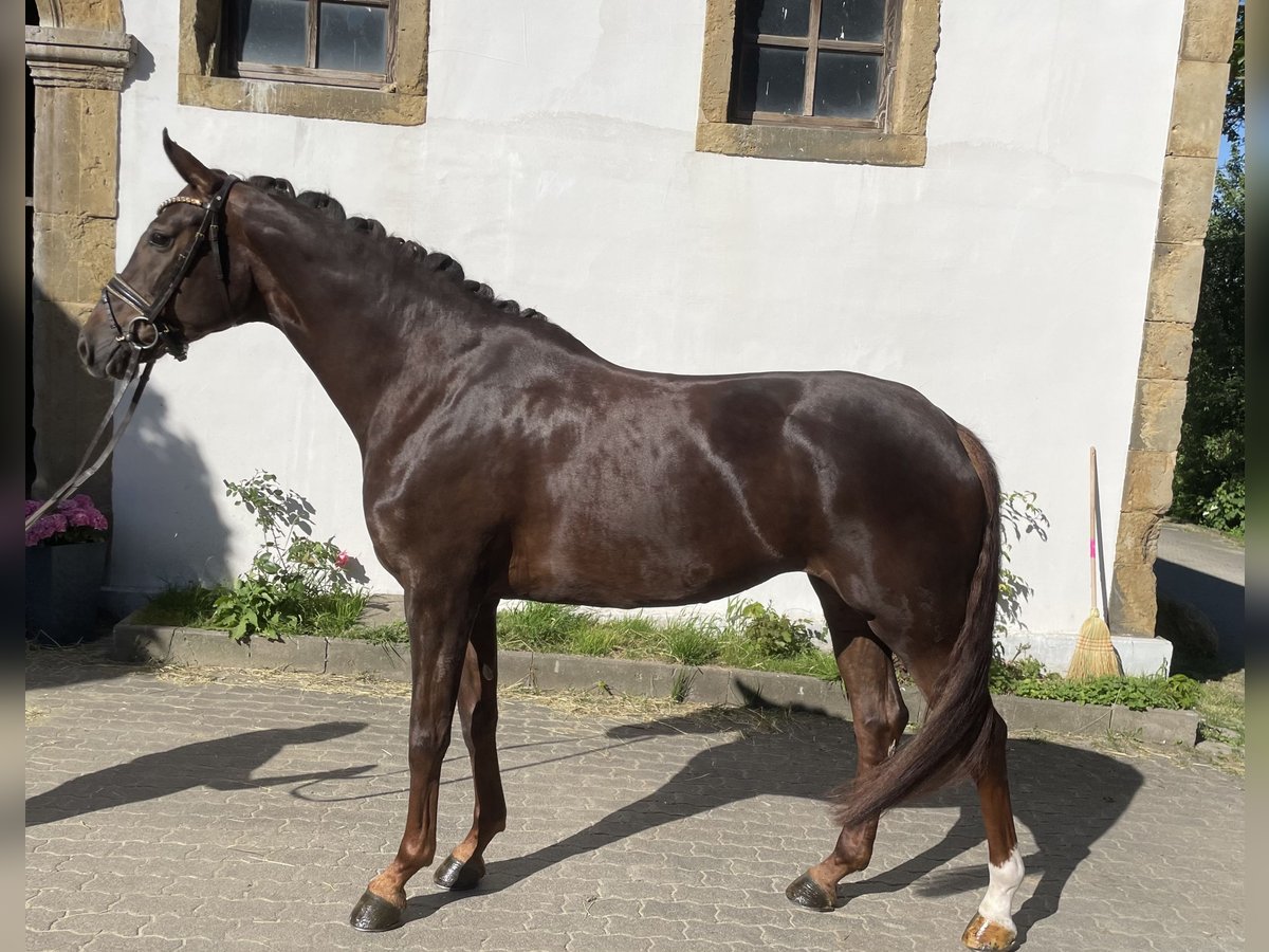 Westfale Stute 5 Jahre 170 cm Dunkelfuchs in Bielefeld