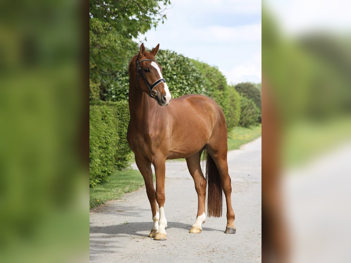 Westfale Wallach 5 Jahre 171 cm Fuchs in Warstein