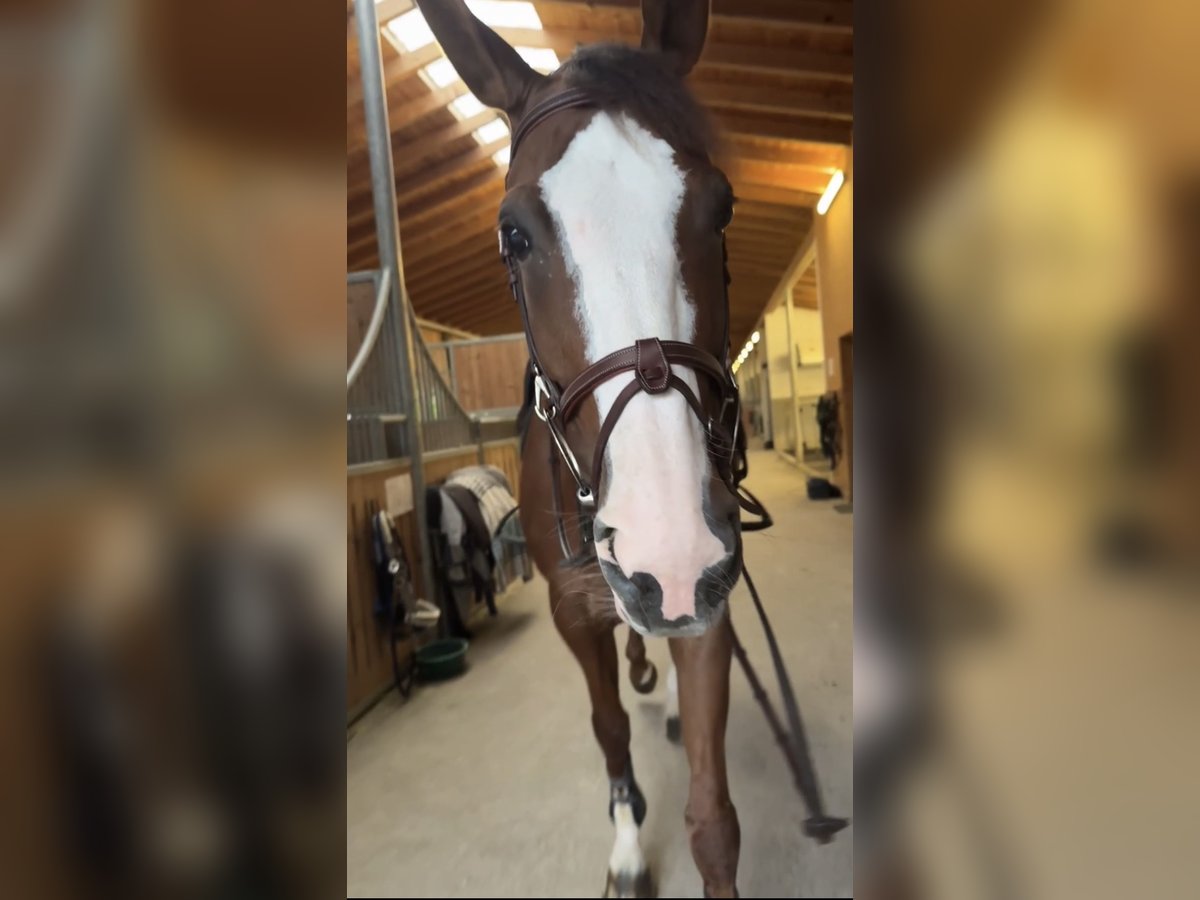 Zangersheide Merrie 11 Jaar 165 cm Vos in Bad Säckingen