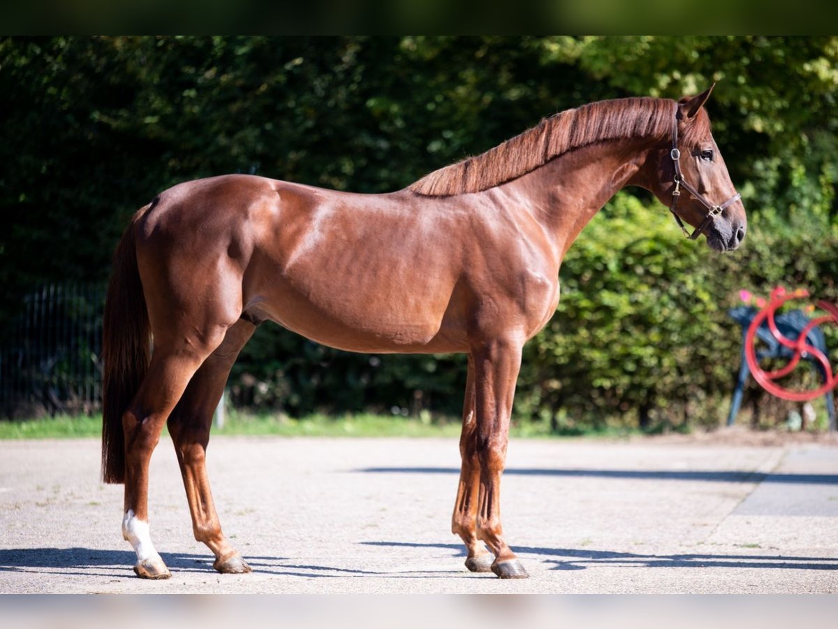 Zangersheider Wallach 3 Jahre Dunkelfuchs in NM Bladel
