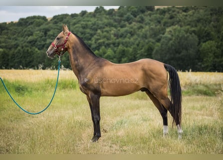 Achal-Tekkiner kaufen und verkaufen | Pferdemarkt ehorses.at