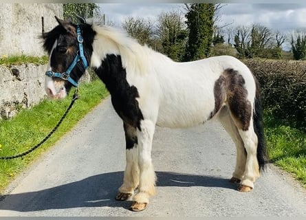 Cob for sale | ehorses.co.uk
