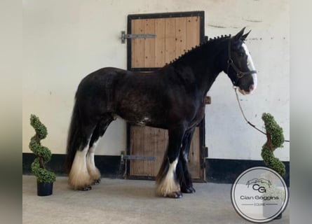 Cob Horses for sale | ehorses.com