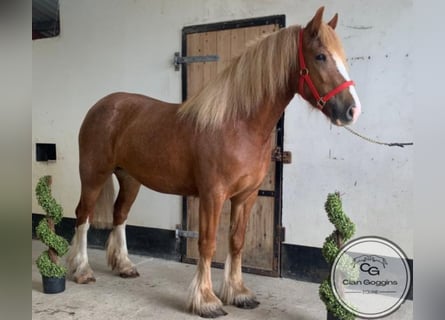 Cob Horses for sale | ehorses.com