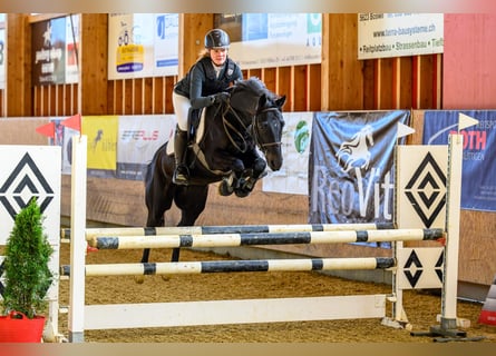 Springpferde kaufen und verkaufen | ehorses