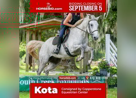 Horses For Sale in Florida | ehorses.com