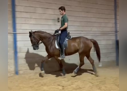 Franse-draver kopen en verkopen | ehorses.nl