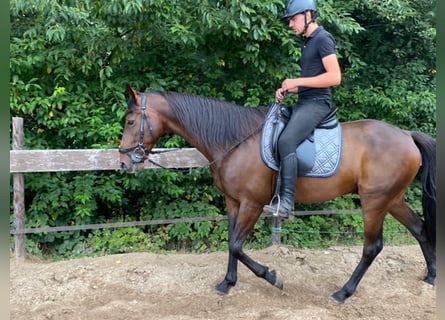 French Trotter - horses for sale | ehorses.com