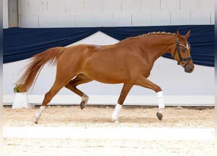 German Riding Ponies for sale | ehorses.com