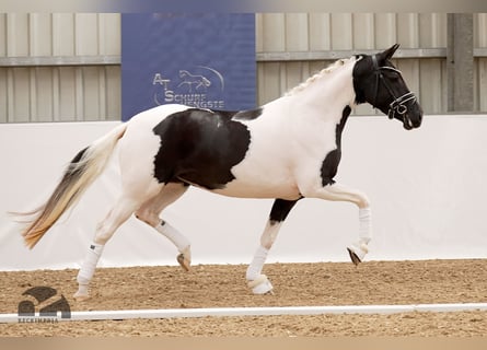 German Riding Ponies for sale | ehorses.com