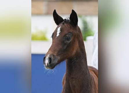 German Sport Horses for sale | ehorses.com