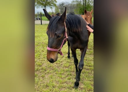 Trotting Horses for sale | ehorses.com