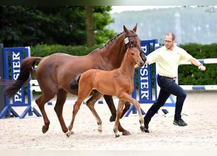 Springpferde kaufen und verkaufen | ehorses