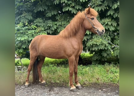 Islandpferd kaufen und verkaufen | Pferdemarkt ehorses.de