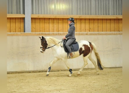 Lewitzer Pferde kaufen und verkaufen | Pferdemarkt ehorses.de