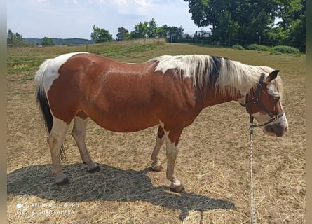 Lewitzer Pferde kaufen und verkaufen | Pferdemarkt ehorses.de