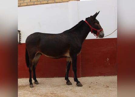 Acheter et vendre un mulet | Marché aux chevaux ehorses.de