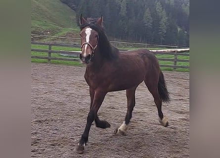 Fahrpferde kaufen und verkaufen | ehorses