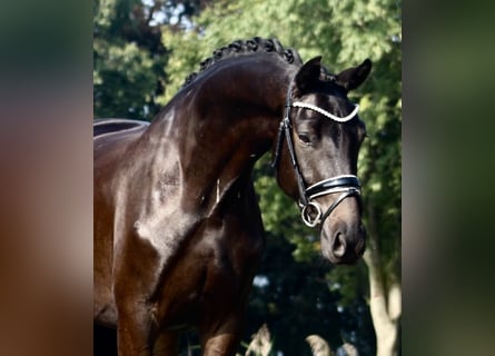 Oldenburger horses for sale | ehorses.com