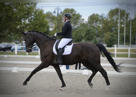 Oldenburger horses for sale | ehorses.com