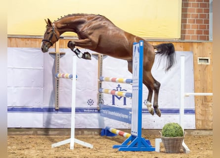 Springpferde Deckhengste | ehorses.de