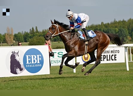 Galopeur achat et vente | ehorses.fr