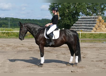 Fahrpferde kaufen und verkaufen | ehorses