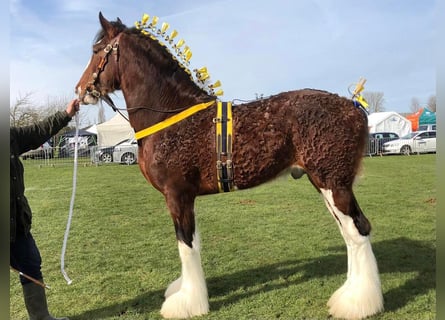 Shire-horse for sale | ehorses.co.uk