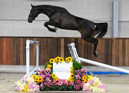 Pony Springpferde kaufen und verkaufen | ehorses.de